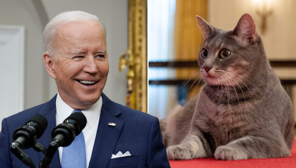 Bidens welcome pet cat Willow to White House - that interrupted Jill's ...